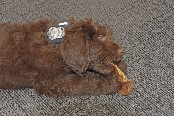 Chetek Police Department’s Community Therapy K-9 sworn in to ‘pawffice ...