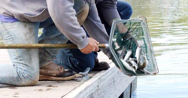 Walleyes for Chetek stocks 10,000 fish into Chetek chain | Outdoors ...