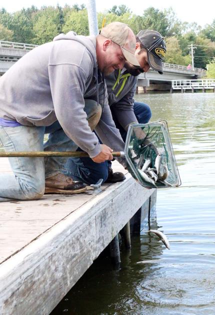 Walleyes for Chetek stocks 10,000 fish into Chetek chain | Outdoors ...