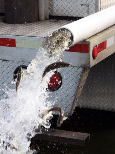 Walleye fishery gets another boost—4,000 more stock in Chetek | Other ...