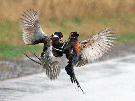 rooster pheasant flying