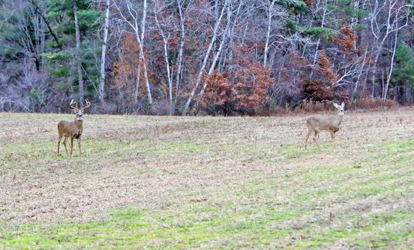Rut report: whitetail breeding season ramps up | Outdoors | chetekalert.com