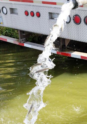 Walleyes for Chetek stocks 10,000 fish into Chetek chain | Outdoors ...