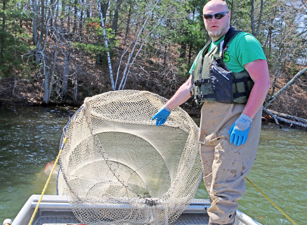 DNR conducts spring walleye population estimate | Sports | chetekalert.com
