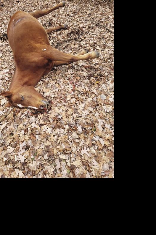 New Auburn horse found shot dead, shooter at large | Crime ...