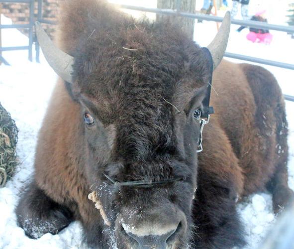 Chetek’s annual Family Day spreads Christmas cheer | Community News ...