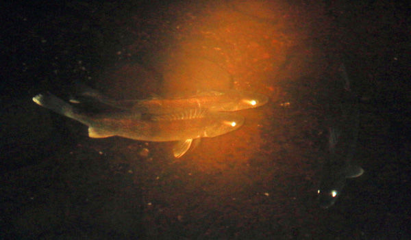 Walleyes finishing up annual spawning ritual | Sports | chetekalert.com