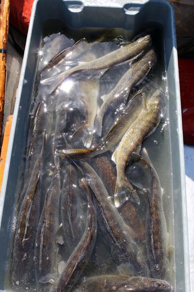 Walleye population estimates are in for Prairie, Pokegama | Sports ...