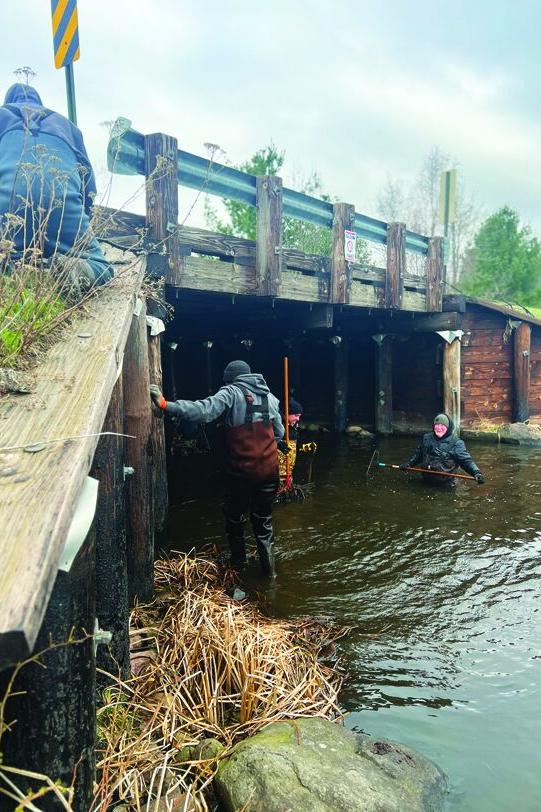 Leave it to Beaver: volunteers clear dam under 24th Street bridge | Top ...