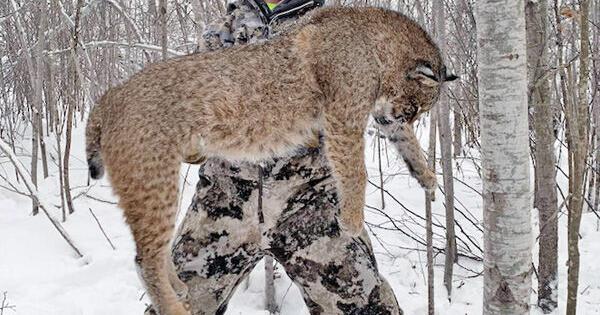 Chetek man harvests trophy bobcat | Sports | chetekalert.com