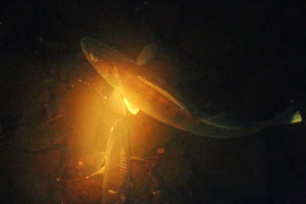 Walleyes finishing up annual spawning ritual | Sports | chetekalert.com