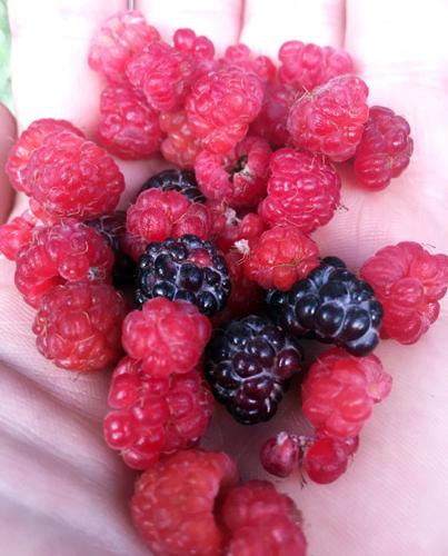 Berries in northwestern Wisconsin ripe for the picking | Outdoors ...