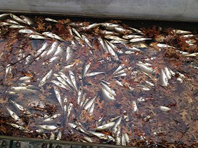 Winter fish kill in Wisconsin lakes | Sports | chetekalert.com