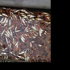 Winter fish kill in Wisconsin lakes | Sports | chetekalert.com