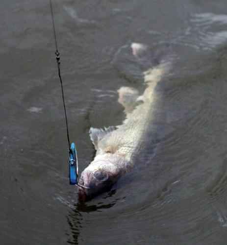 15-inch walleye caught trolling | Outdoors | chetekalert.com