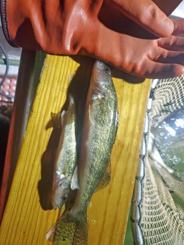 DNR conducts fall walleye electrofishing survey on Pokegama, Prairie ...