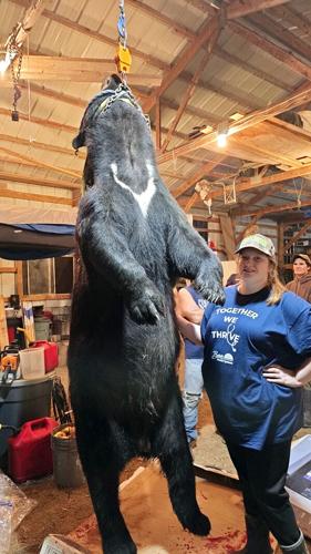Barron County’s biggest black bear | Outdoors | chetekalert.com