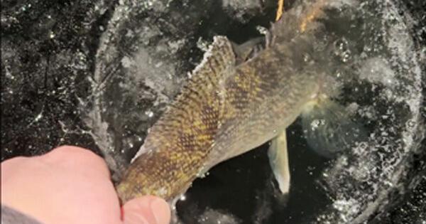 Ice anglers: “Walter the Walleye” fishing contest open through March 2 ...
