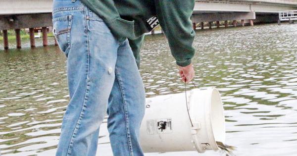 Walleyes for Chetek adds 15,000 healthy fish to Chetek Chain | Sports ...