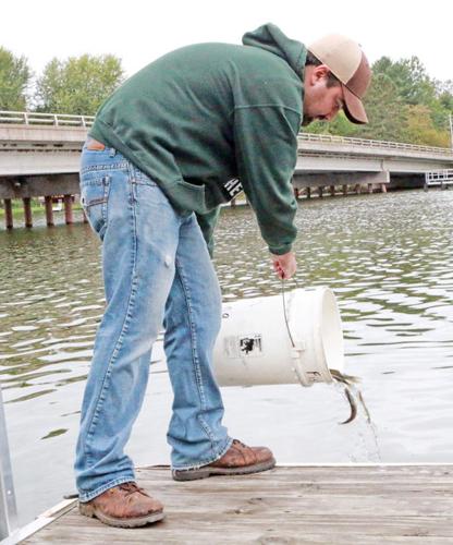 Walleyes for Chetek adds 15,000 healthy fish to Chetek Chain | Sports ...