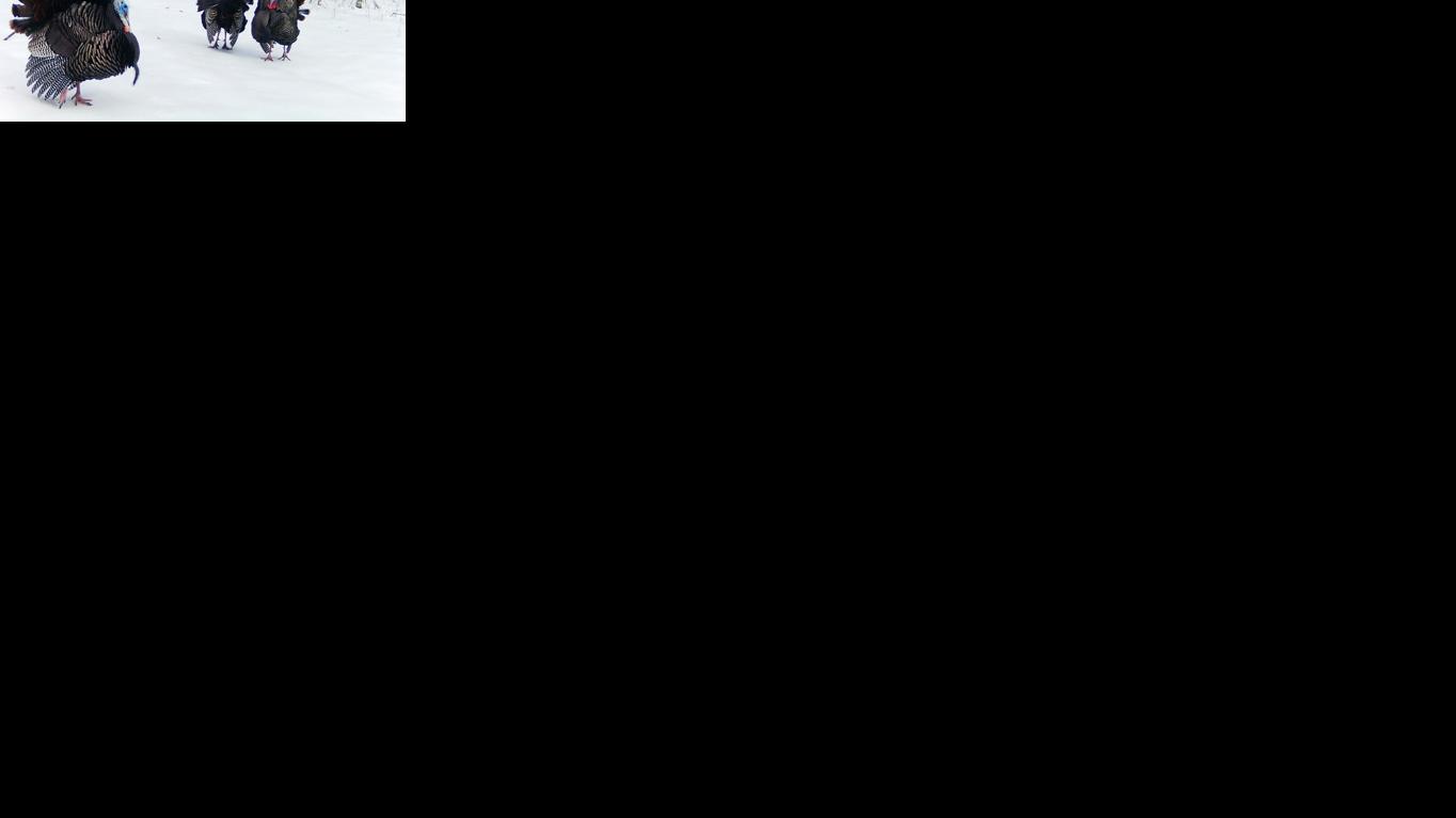 Bonus harvest authorizations for spring turkey season available this ...