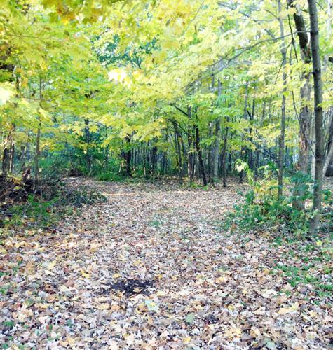 Autumn leaves falling; bucks ramping up for rut | Outdoors ...