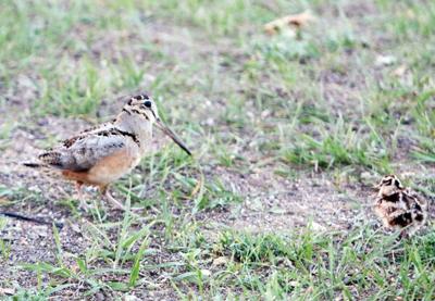 Triumphant timberdoodle: woodcock welcomes four chicks | Outdoors ...