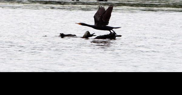 Cormorants spotted on Ojaski Lake | Sports | chetekalert.com