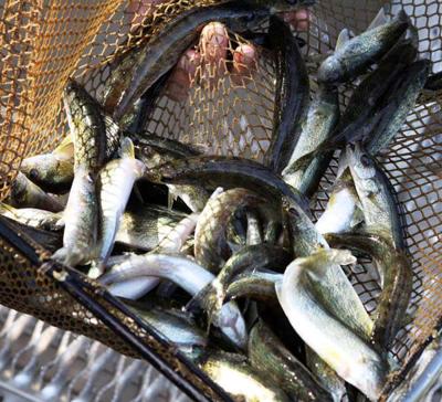 Support local fishery, attend Walleyes for Chetek event | Outdoors ...