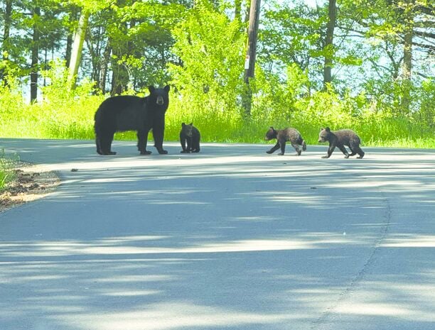 Worst place to stand is between a momma bear and her cubs | Outdoors ...