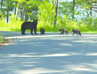 Worst place to stand is between a momma bear and her cubs | Outdoors ...