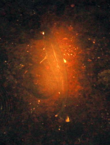 Walleye spawning 2 | | chetekalert.com