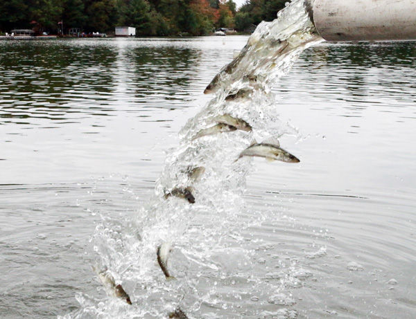 Walleyes for Chetek adds 15,000 healthy fish to Chetek Chain | Sports ...