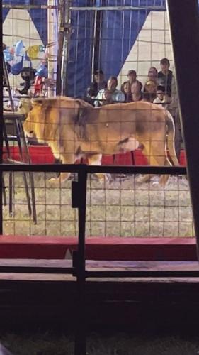 All fun and games at Culpepper & Merriweather circus | Top Stories ...