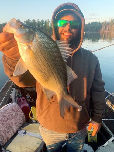 White bass much more prevalent on Chetek Chain this year | Sports ...
