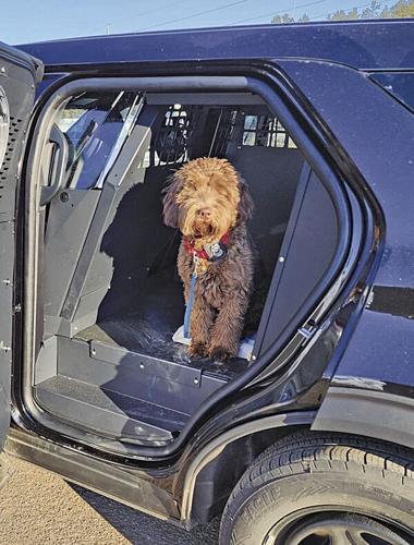 Chetek Police Department Therapy K-9 squad outfitting complete | News ...