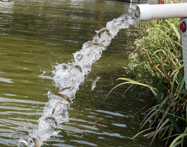 Another 12,000 large fingerling walleyes stocked into Chetek Chain ...