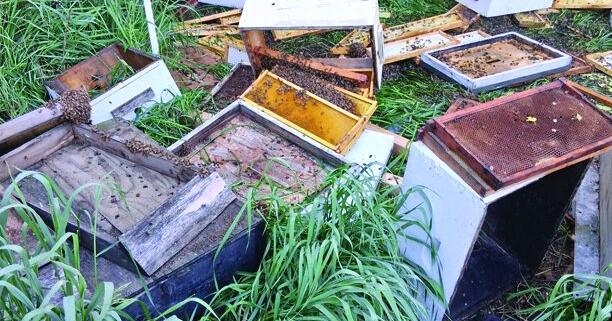Bee ware of Bears | Outdoors | chetekalert.com