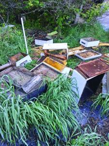 Bee ware of Bears | Outdoors | chetekalert.com