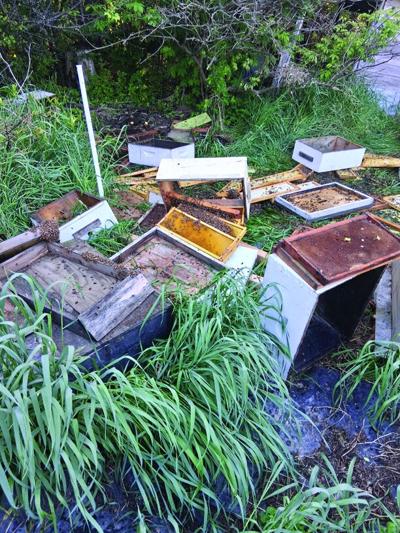 Bee ware of Bears | Outdoors | chetekalert.com