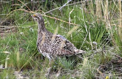 Partnership brings sharp-tailed grouse to Eastern Washington | Archives ...