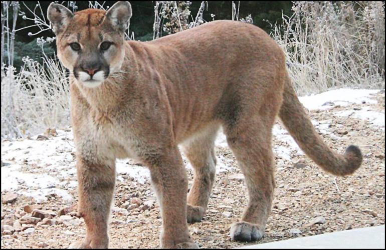 cougar problem