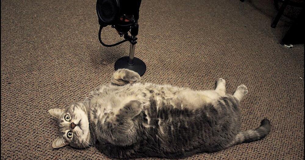 CITY OF CHEWELAH: Mayor partially pardons cat that bit her five years ...