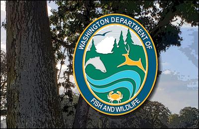 WDFW Question of the Week: What is lake rehabilitation? | Archives ...