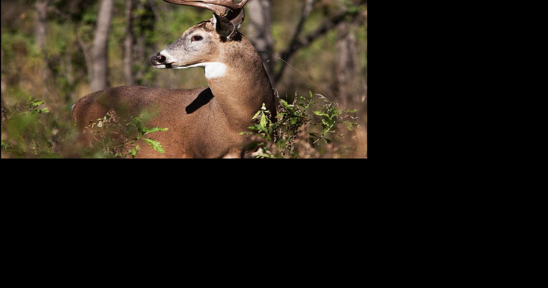 WDFW encourages residents not to feed wildlife in the Winter | Archives ...