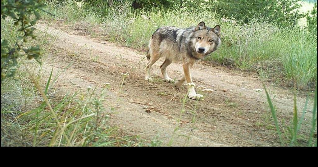 Wolfpack now living in Western Washington | Archives ...