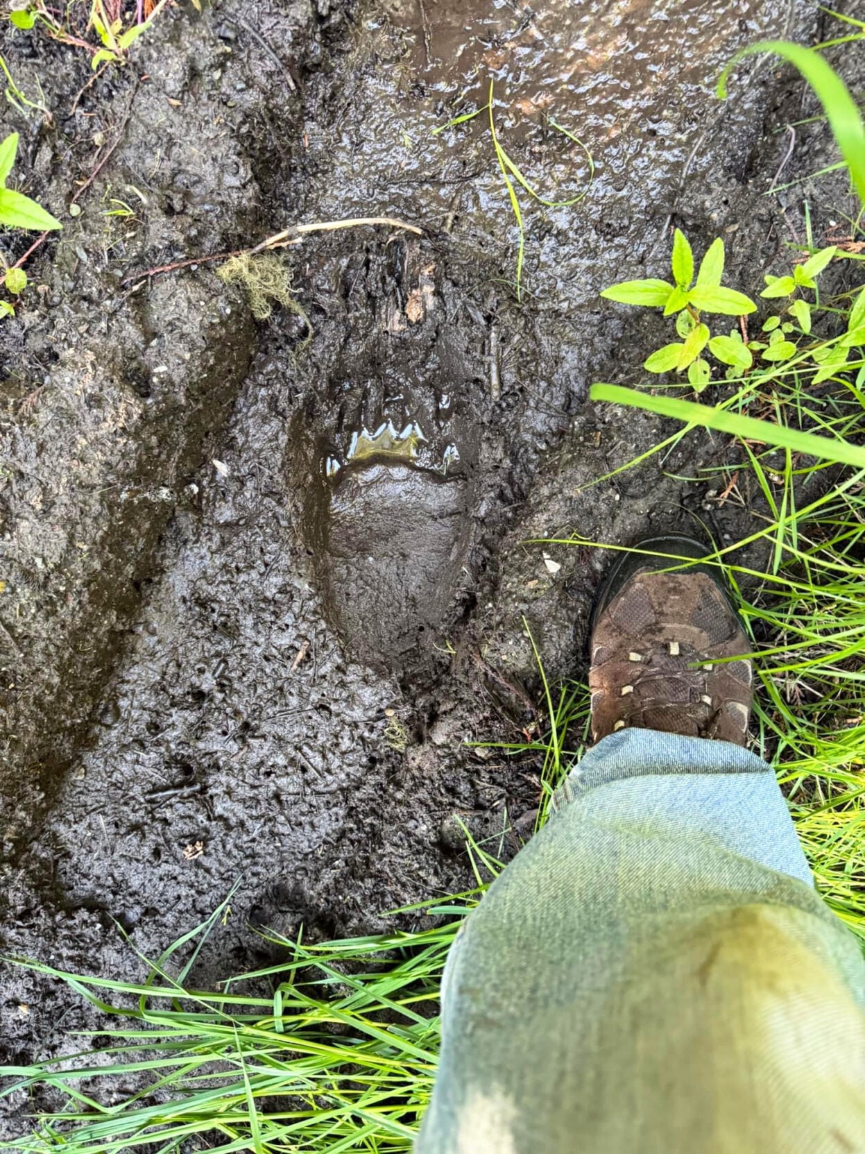 Be bear aware: Grizzly Bear spotted in incident north of Chewelah ...