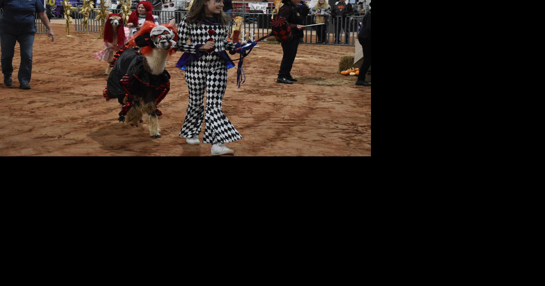 GALLERY: Alpacas in costume at Grady County Fairgrounds 'Alpaca ...