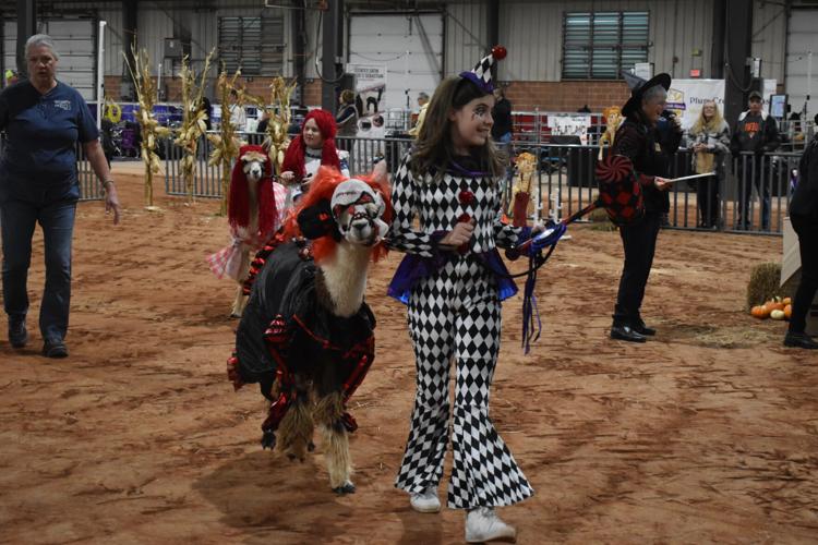GALLERY: Alpacas in costume at Grady County Fairgrounds 'Alpaca ...
