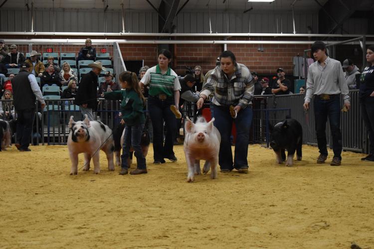 GALLERY: Snout out to the swine show | News | chickashanews.com